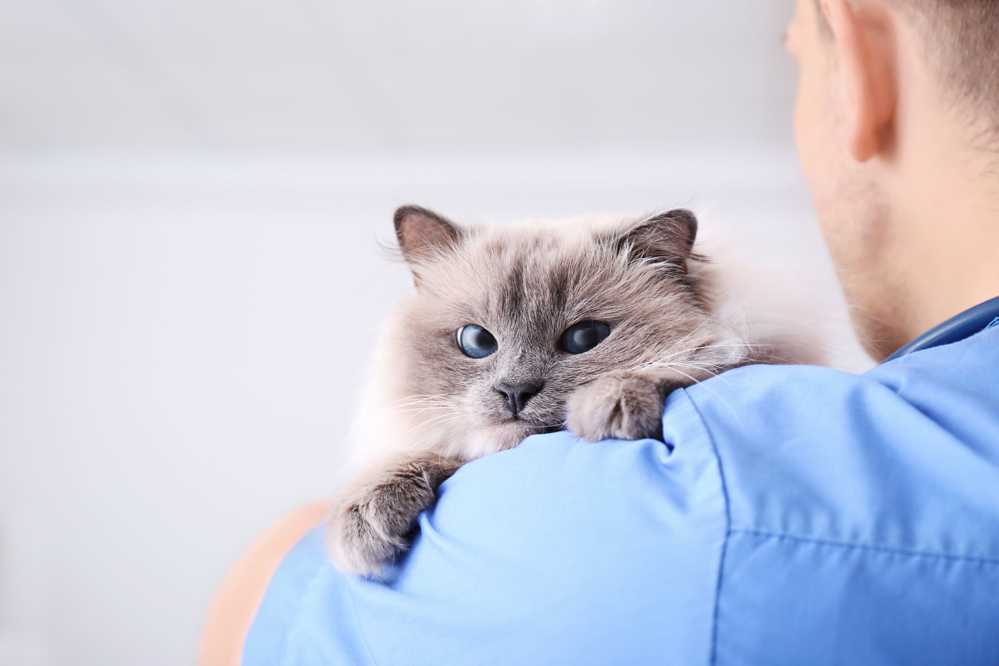 End of Life Veterinary Care is Best Delivered in the Home | Wag'n Tails
